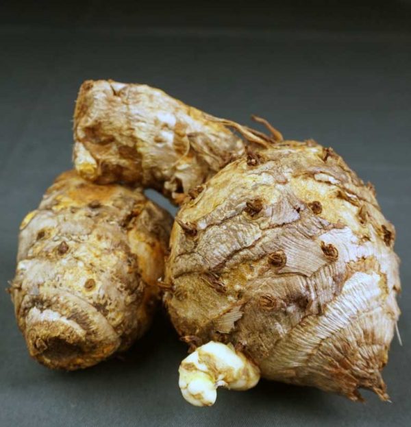 Temulawak Series Part (1): - Jamupedia