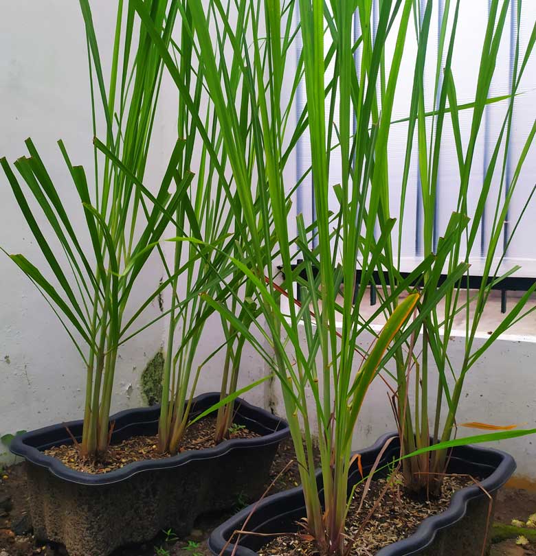 Serai Dapur and Serai Wangi, Similar but Not the Same - Jamupedia