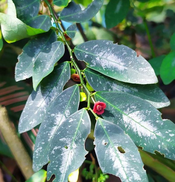 Katuk Plant Series (2): - Jamupedia
