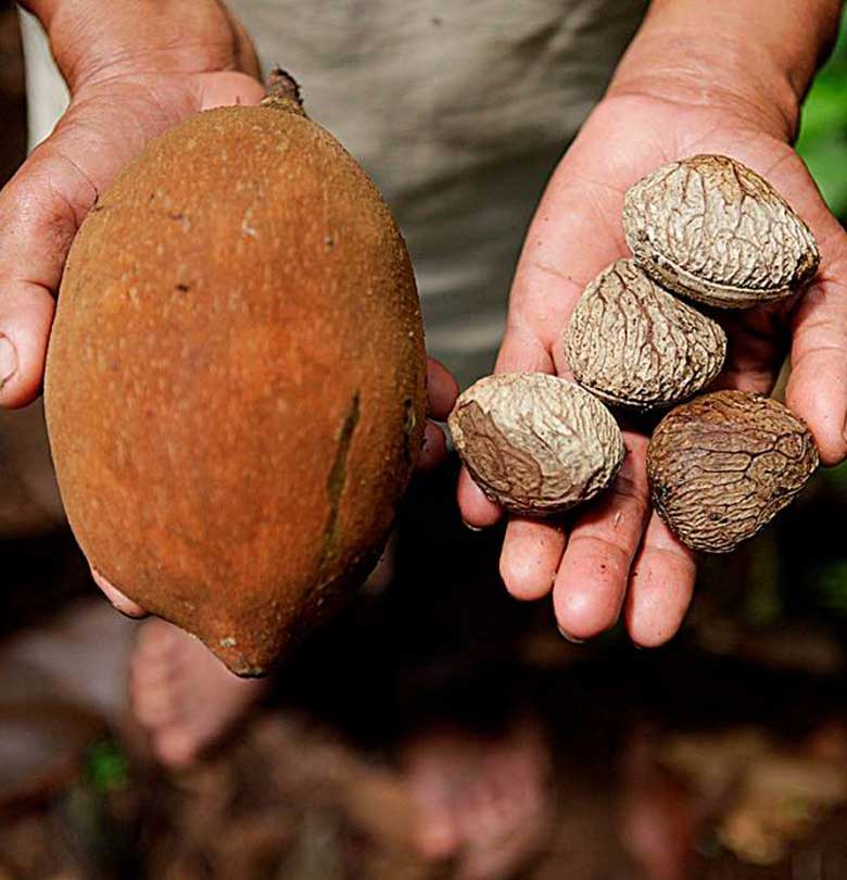 5 Benefits of Kluwek, From Spices to Preservatives - Jamupedia